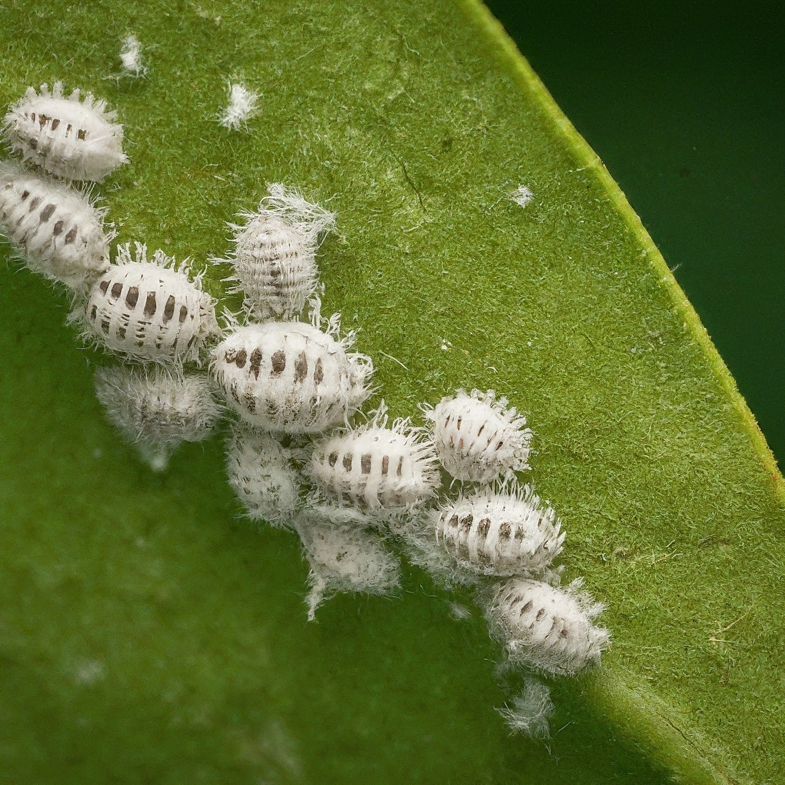 Mealy Bug Control Strategies for a Thriving Garden | Soiled India