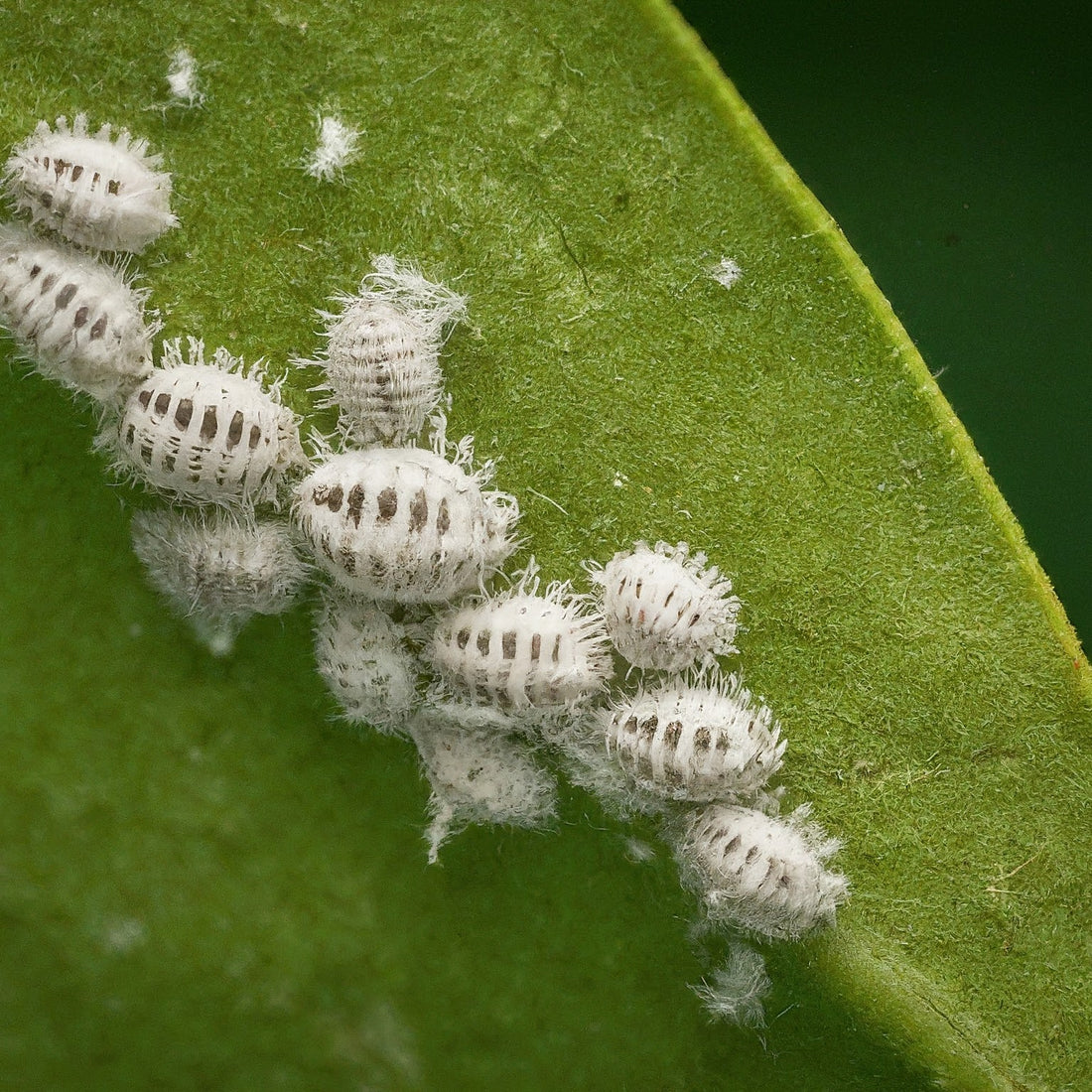 Get rid of mealybugs - Soiled India