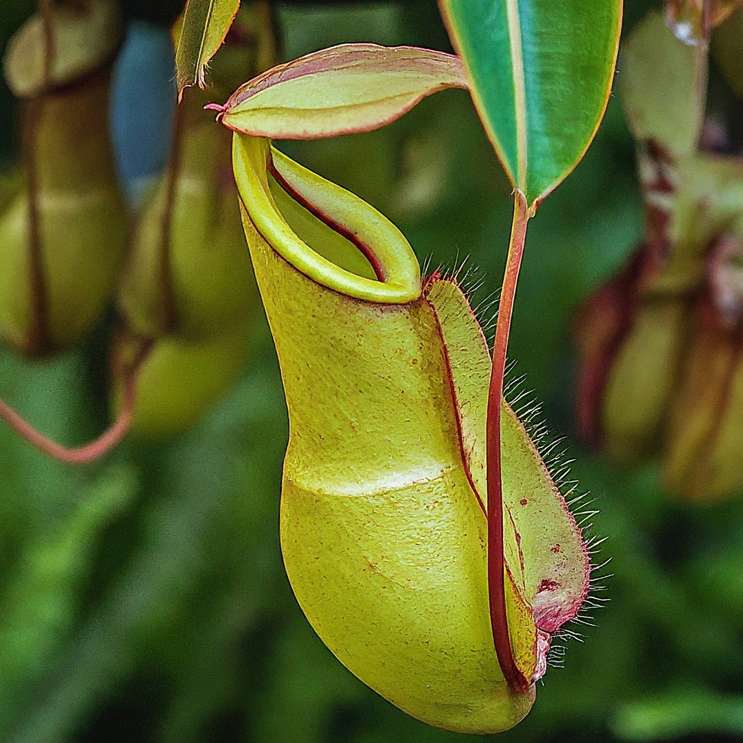 Nepenthes Plant Care
