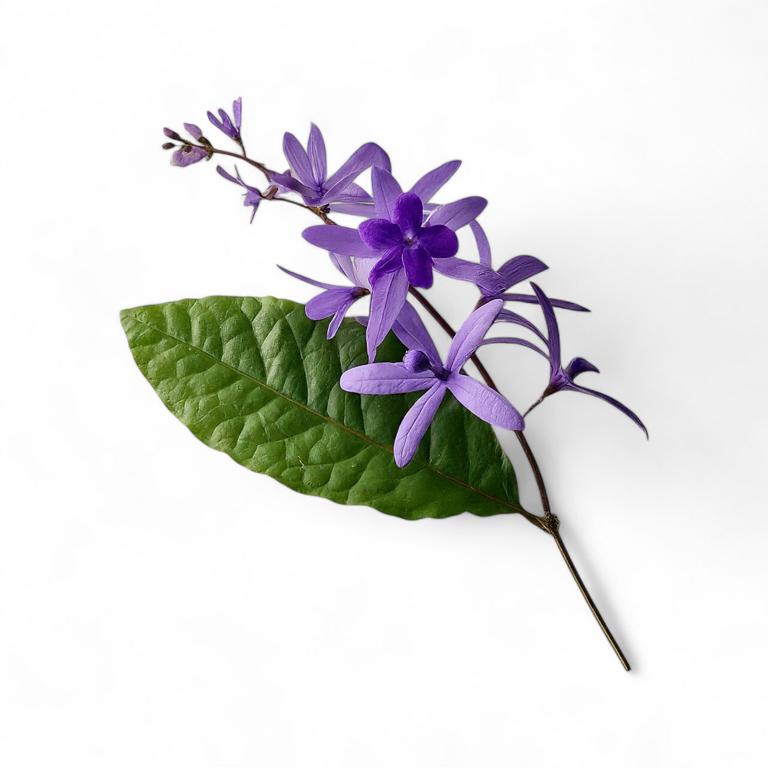 Petrea Volubilis Care: Growing the Stunning Purple Sandpaper Vine – Soiled