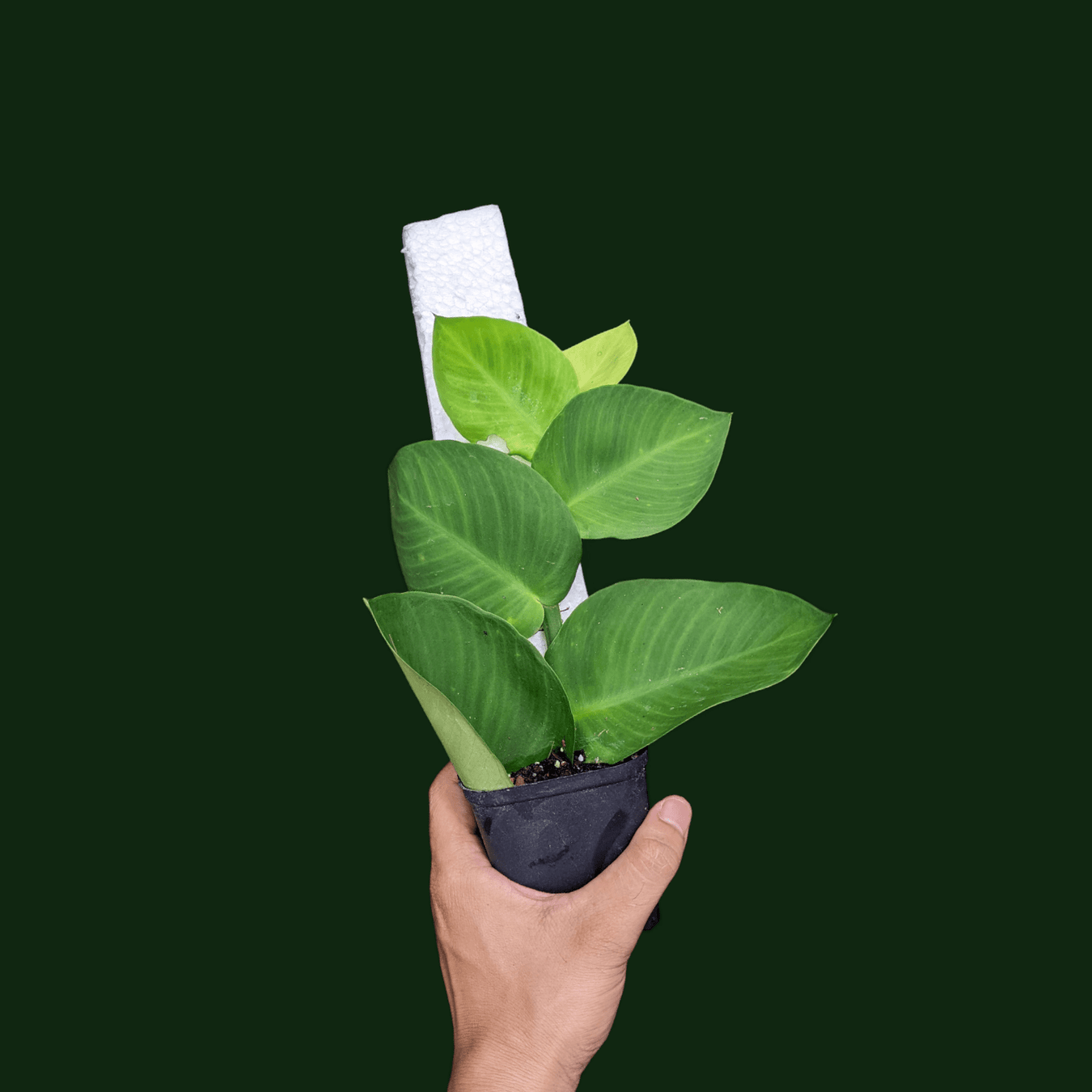 Rhaphidophora Hayi Care in India: A Complete Guide – Soiled