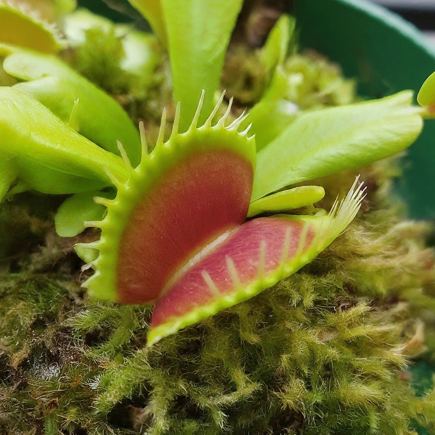 Venus Fly Traps in India: Expert Tips for Growing Dionaea muscipula ...