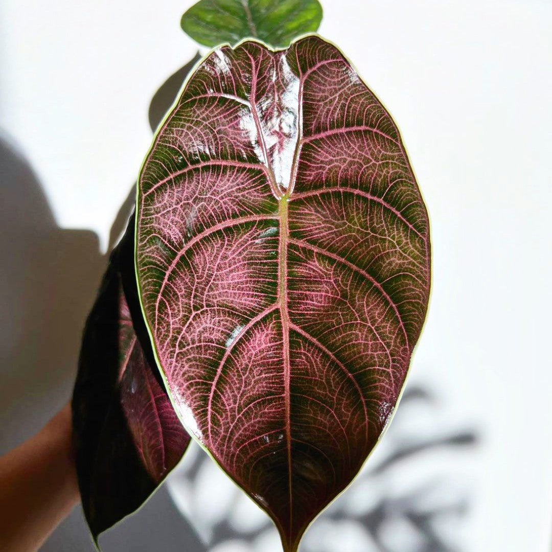 Soiled: India's No.1 Destination for Exotic & Rare Plants