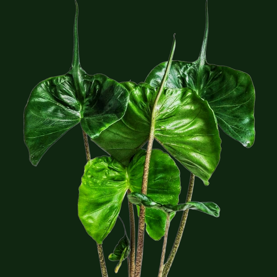Alocasia Stingray