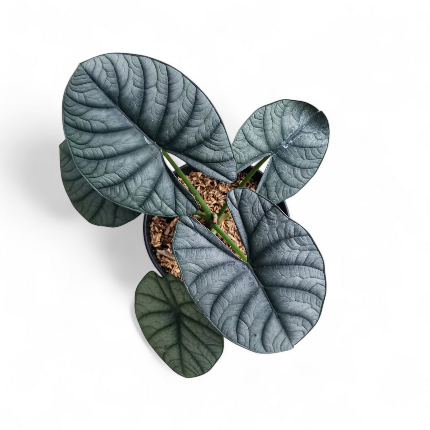Alocasia Nebula | Soiled