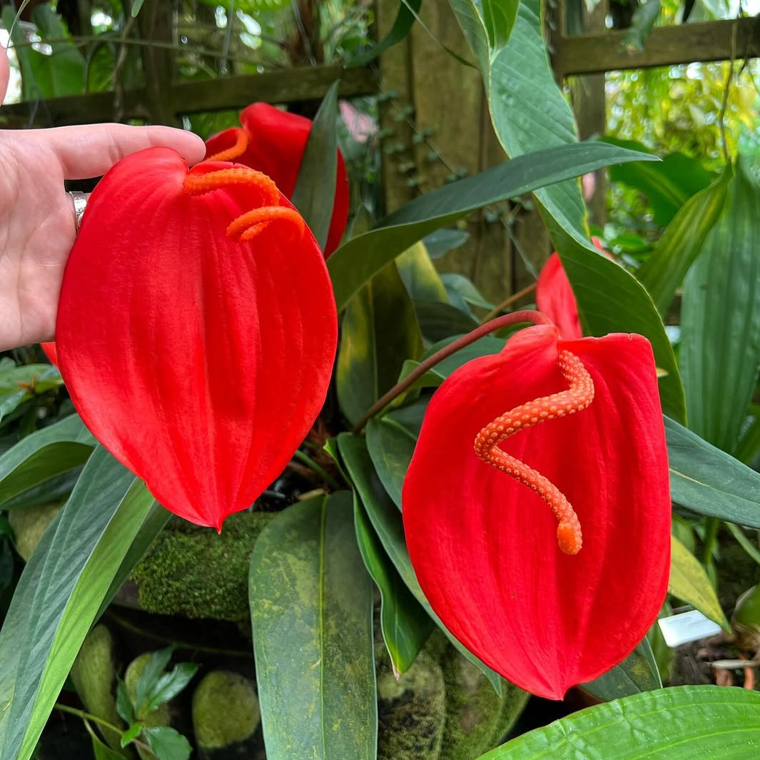 Anthurium Scherzerianum (Red) | Soiled