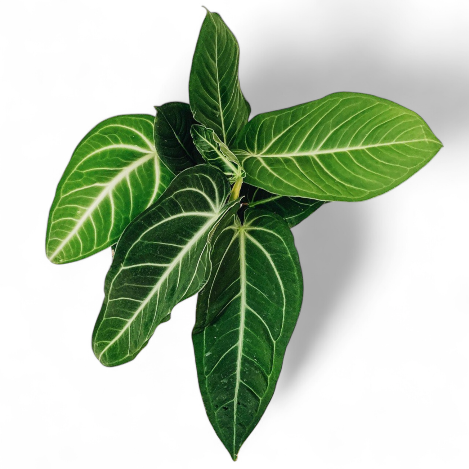 Anthurium Villenaorum | Soiled