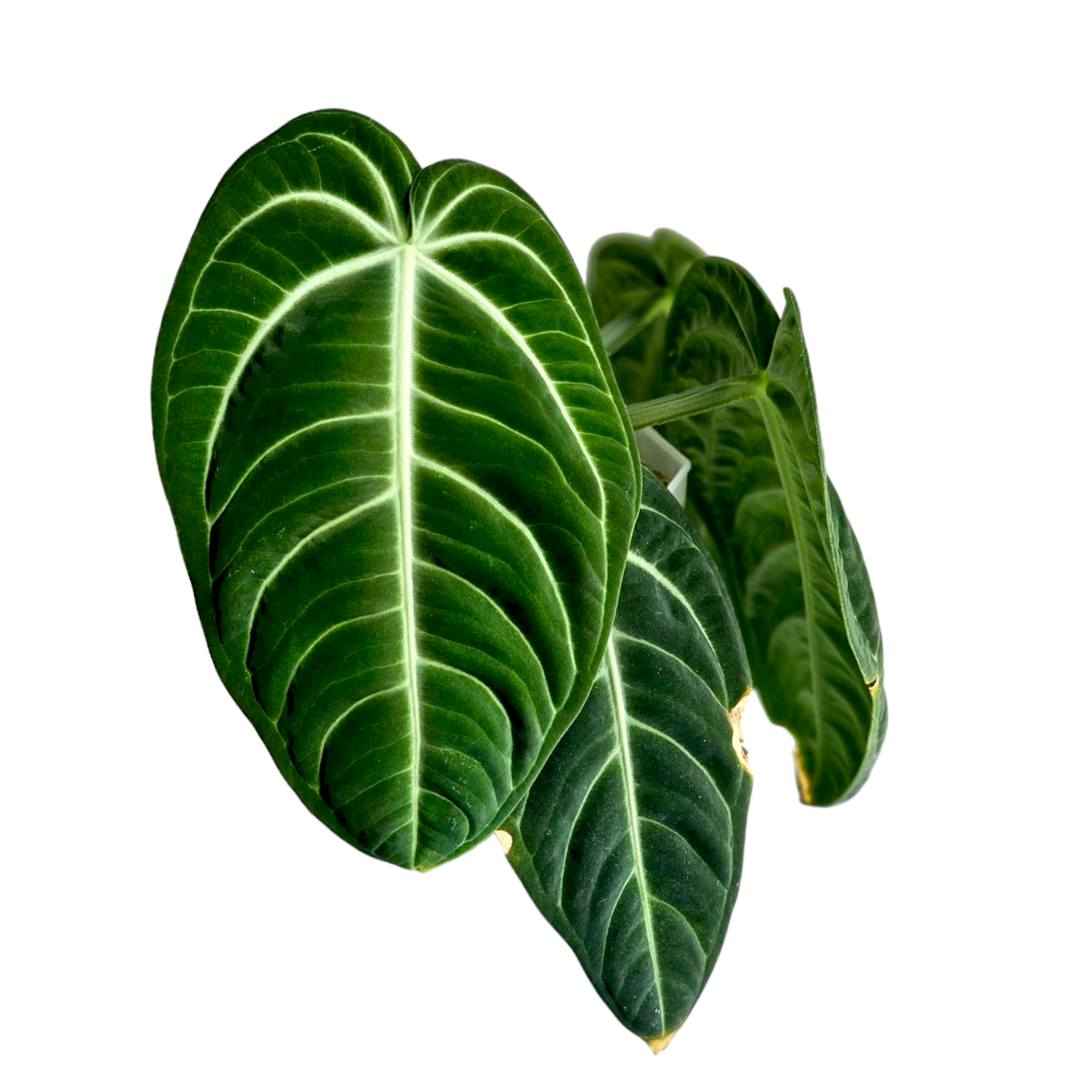 Anthurium Villenaorum | Soiled