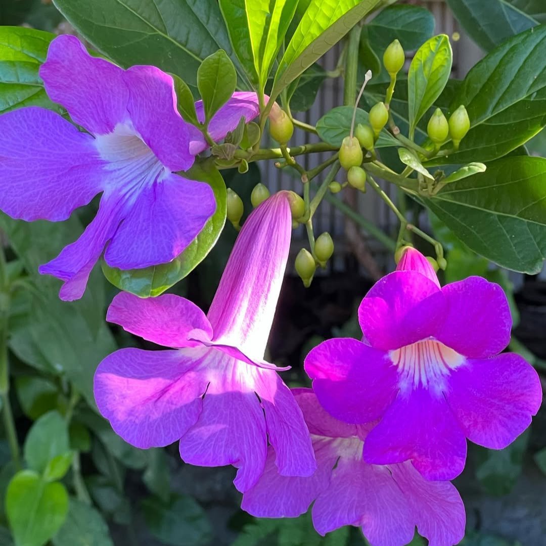 Glow Vine (Bignonia Magnifica) Flowering Plant | Soiled
