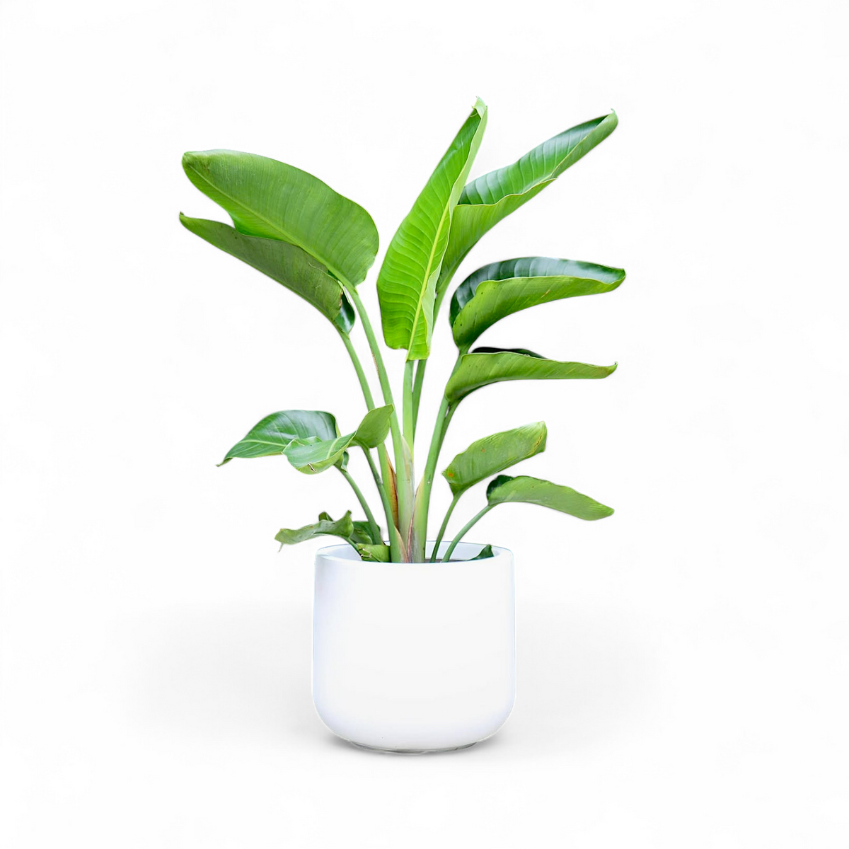 Bird of Paradise White (Strelitzia Nicolai) – Soiled