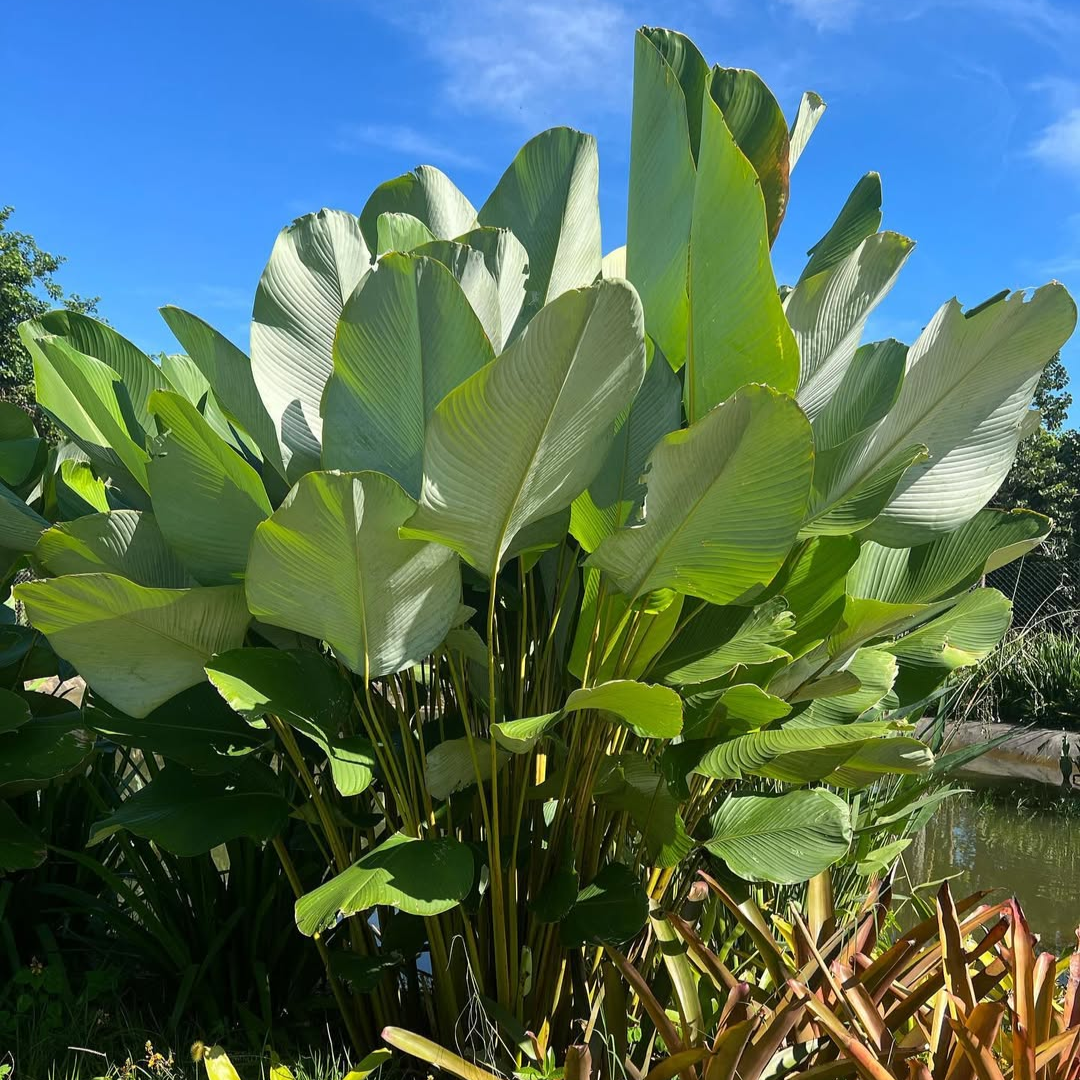 Calathea Lutea – Soiled