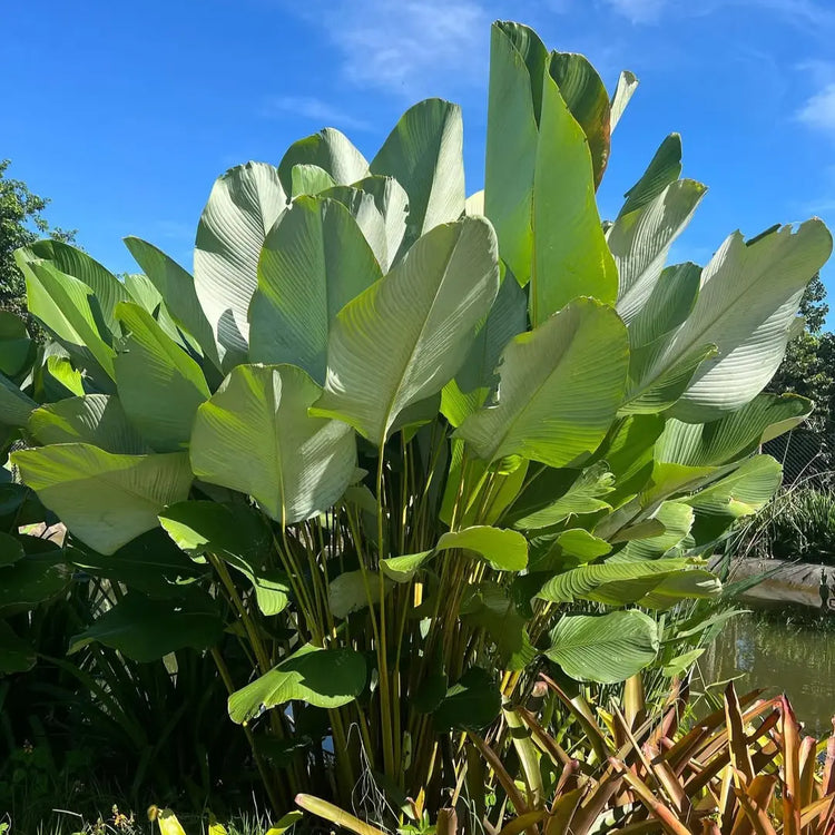 Calathea Lutea – Soiled