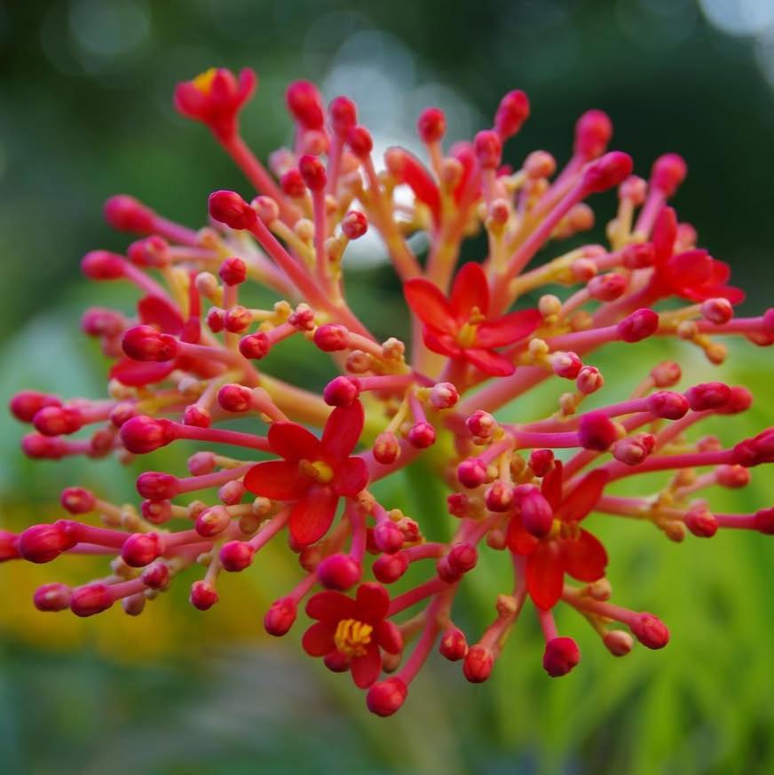 Coralbush (Jatropha Multifida) Flowering Plant | Soiled