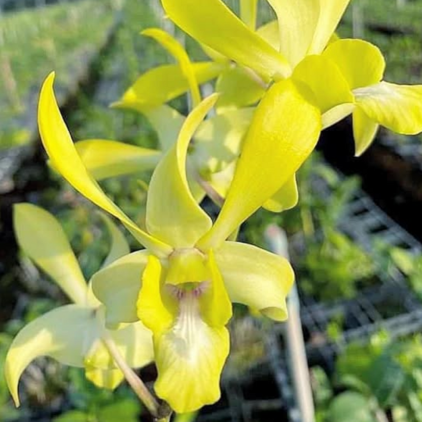 Dendrobium Caesar Yellow Strip | Soiled