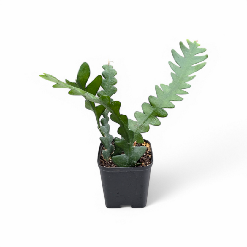 Fishbone Cactus | Zig-Zag Cactus - (Disocactus Anguliger) – Soiled