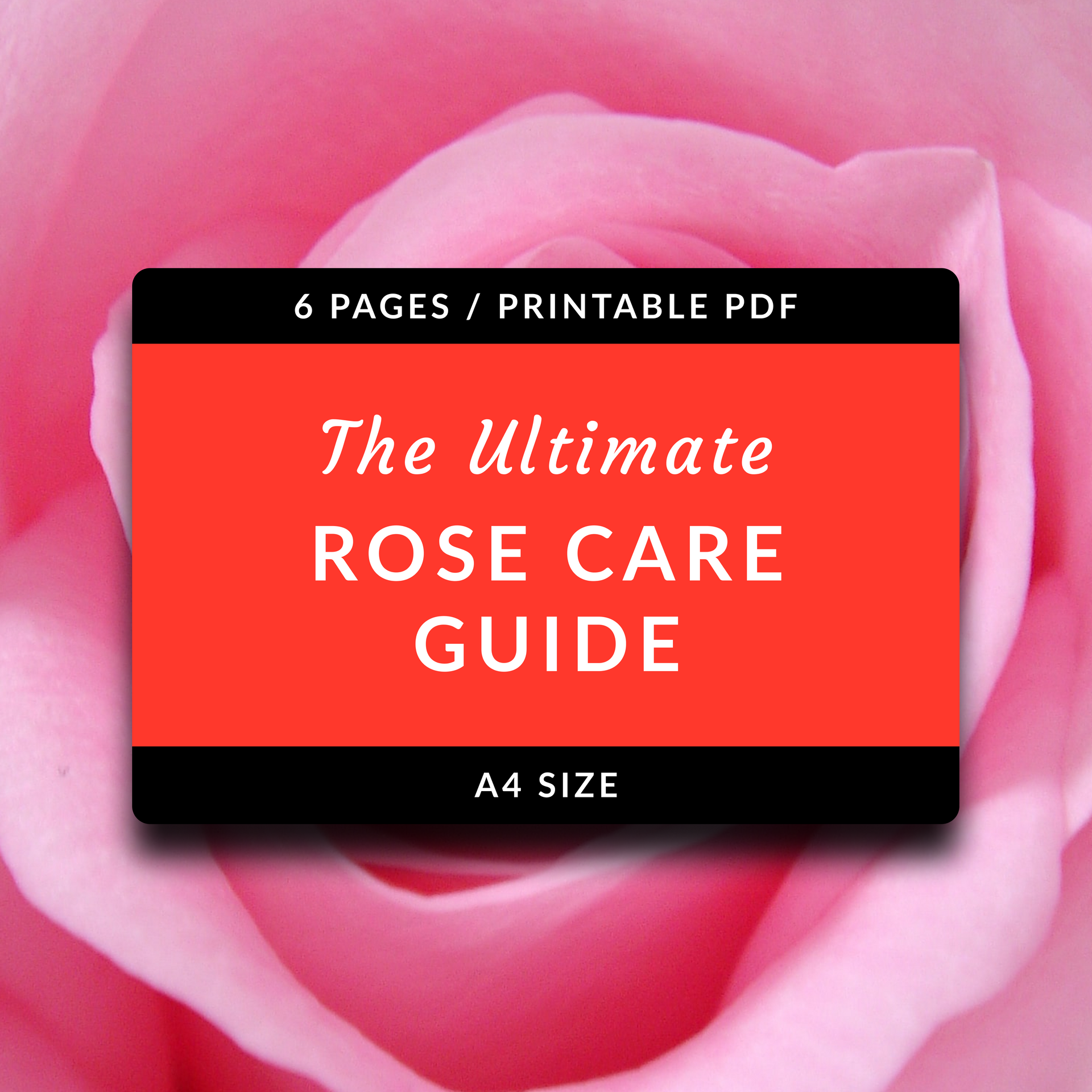 Petals & Wisdon, Ultimate Rose care Guide for Indian Climate (Printable ...