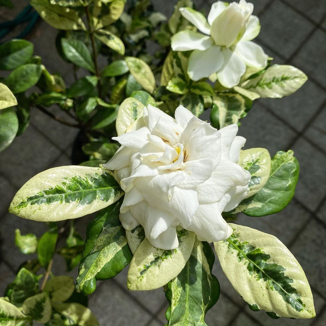 Gardenia Jasminoides 'Variegated' - Gandhraj | Soiled
