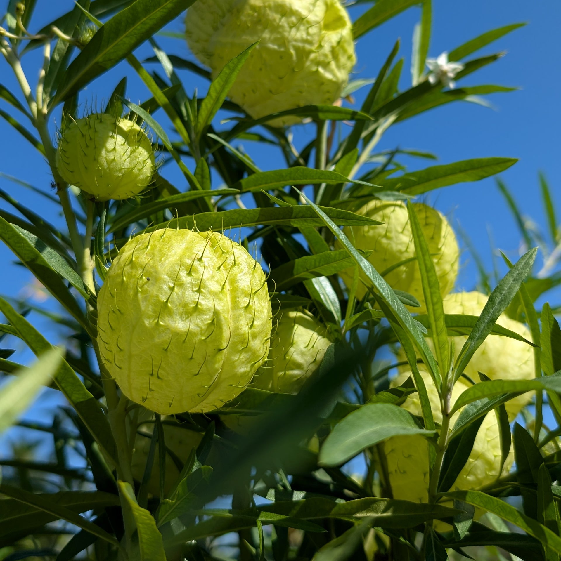 Gomphocarpus Physocarpus (Balloon Plant) Seeds – Soiled