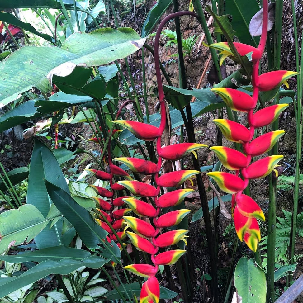 Heliconia rostrata – Hanging Lobster Claw Plant Rhizome | Soiled