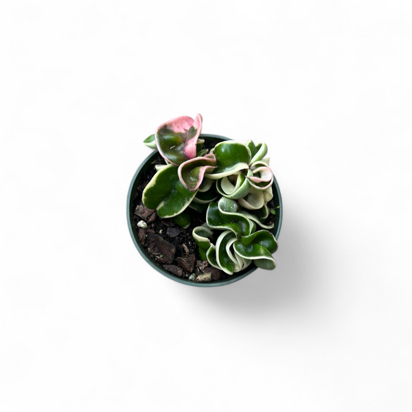 Hoya Hindu Rope Variegated (Hoya Compacta Variegated) – Soiled