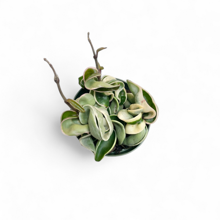 Hoya Hindu Rope Variegated (Hoya Compacta Variegated) – Soiled