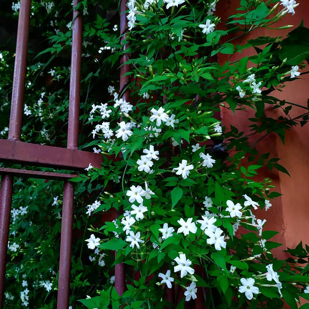Image of Jasminum Grandiflorum (Chameli) flower growing on a fench in ...