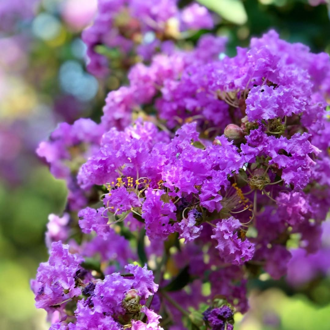 Lagerstroemia Indica Purple (Crape Myrtle) – Soiled