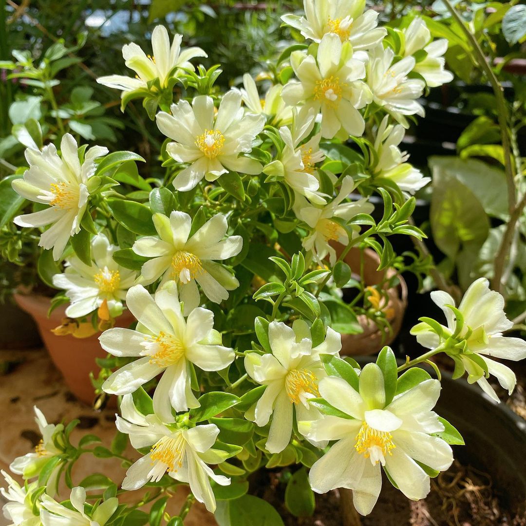 Soiled: India's No.1 Destination for Exotic & Rare Plants