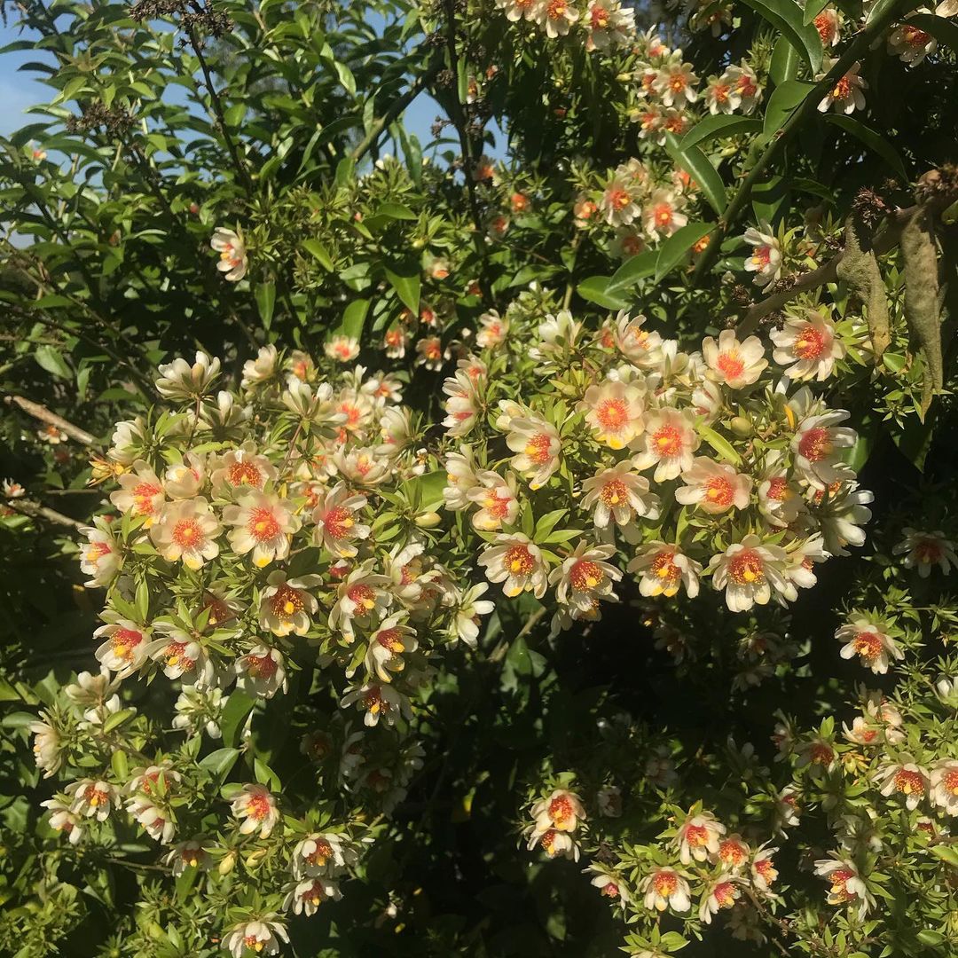 Lemon Vine (Pereskia aculeata) | Soiled