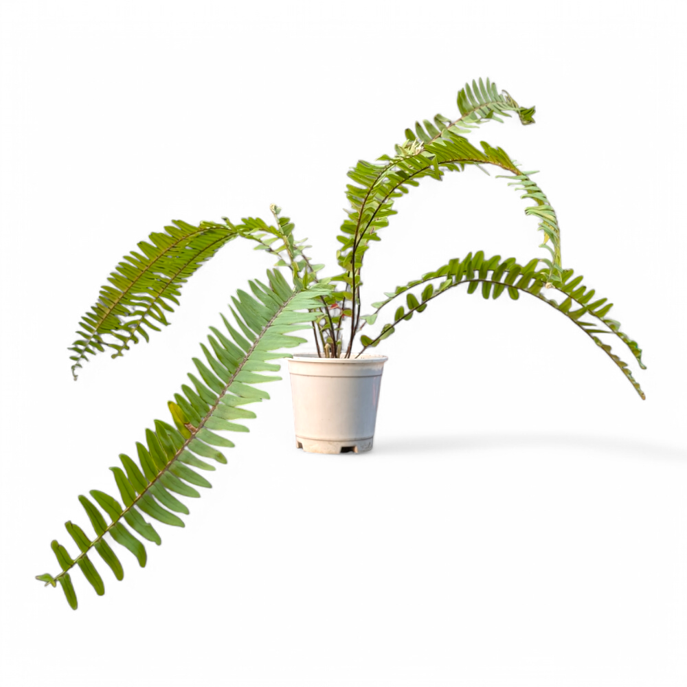 Macho Fern (Nephrolepis Biserrata) – Soiled