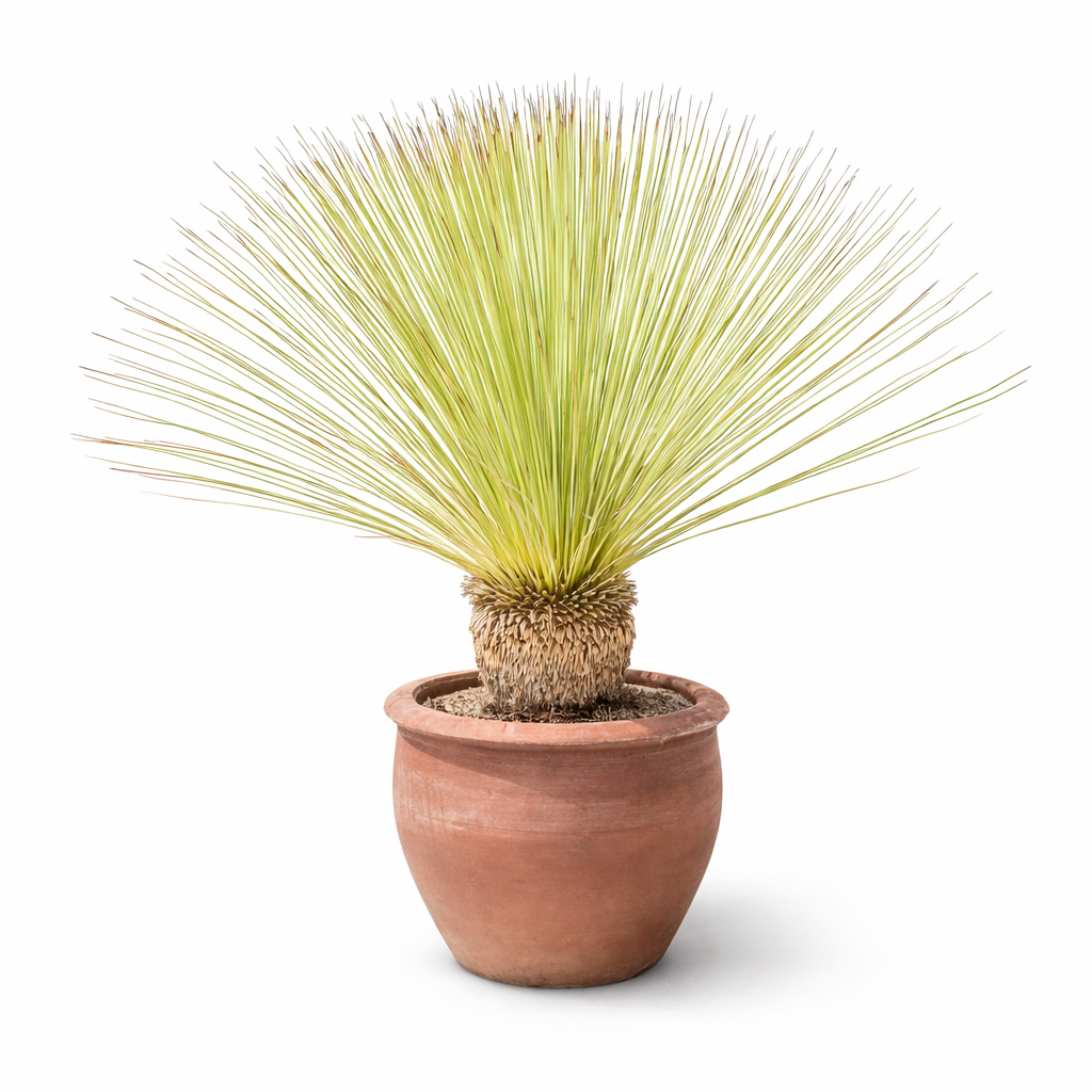 Mexican Grass Tree (Dasylirion longissimum) – Architectural Evergreen ...
