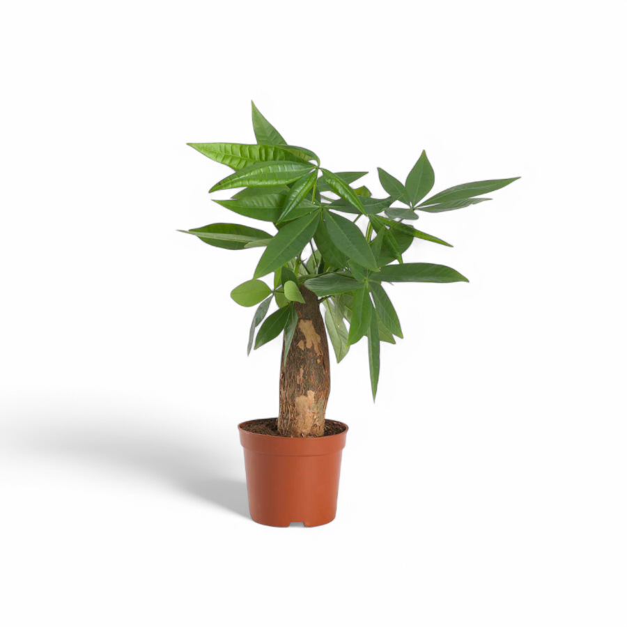 Buy Pachira Aquatica – Braided Pachira Money Tree Online in India – Soiled