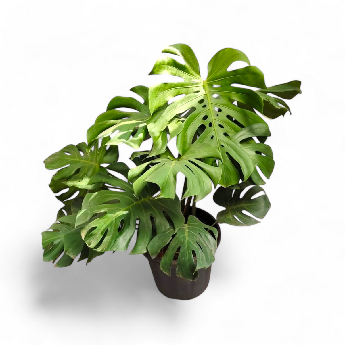 Monstera deliciosa XL Size – Large Swiss Cheese Plant | Soiled