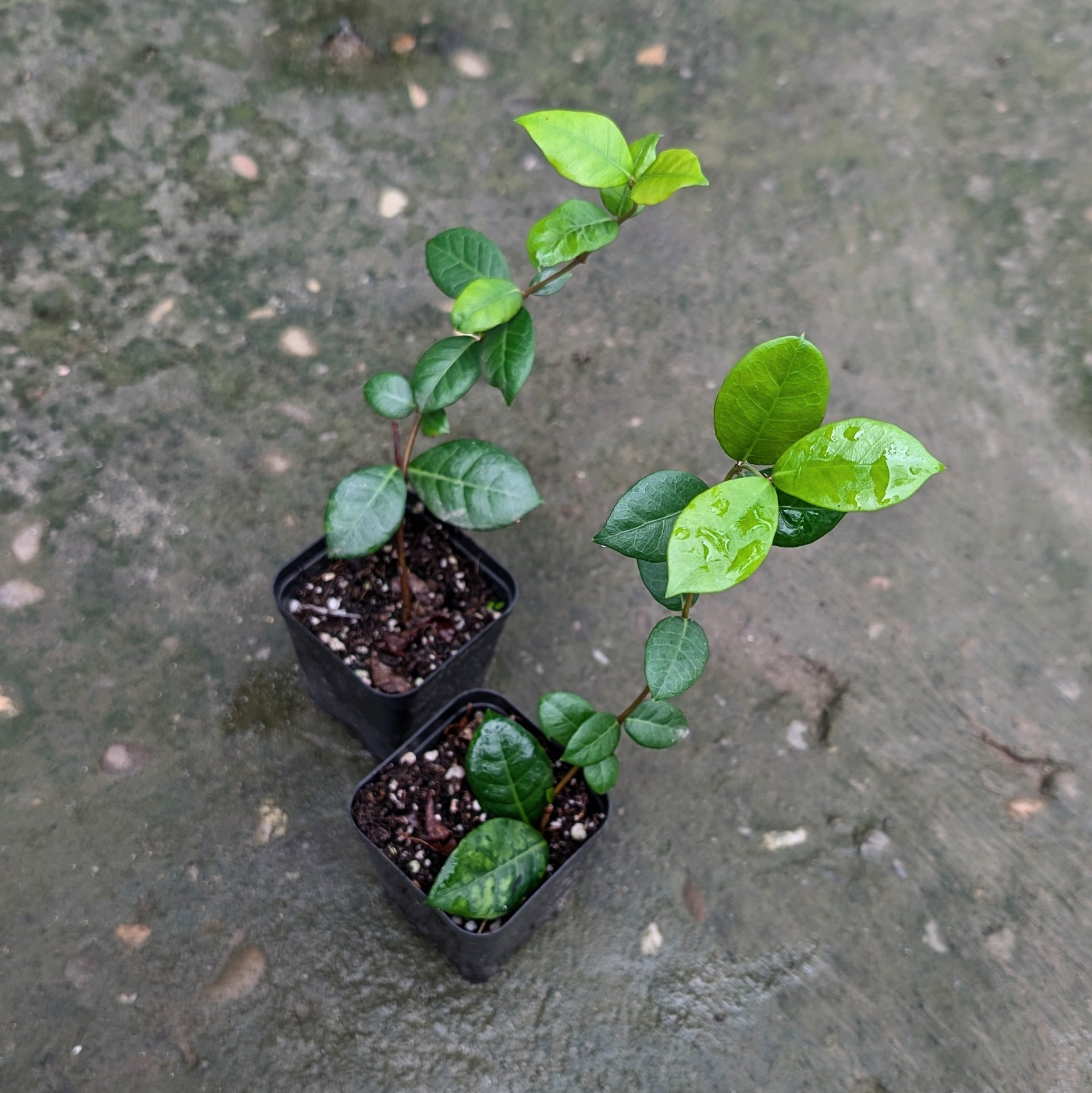 Star Jasmine (Trachelospermum Jasminoides) Plant | Soiled