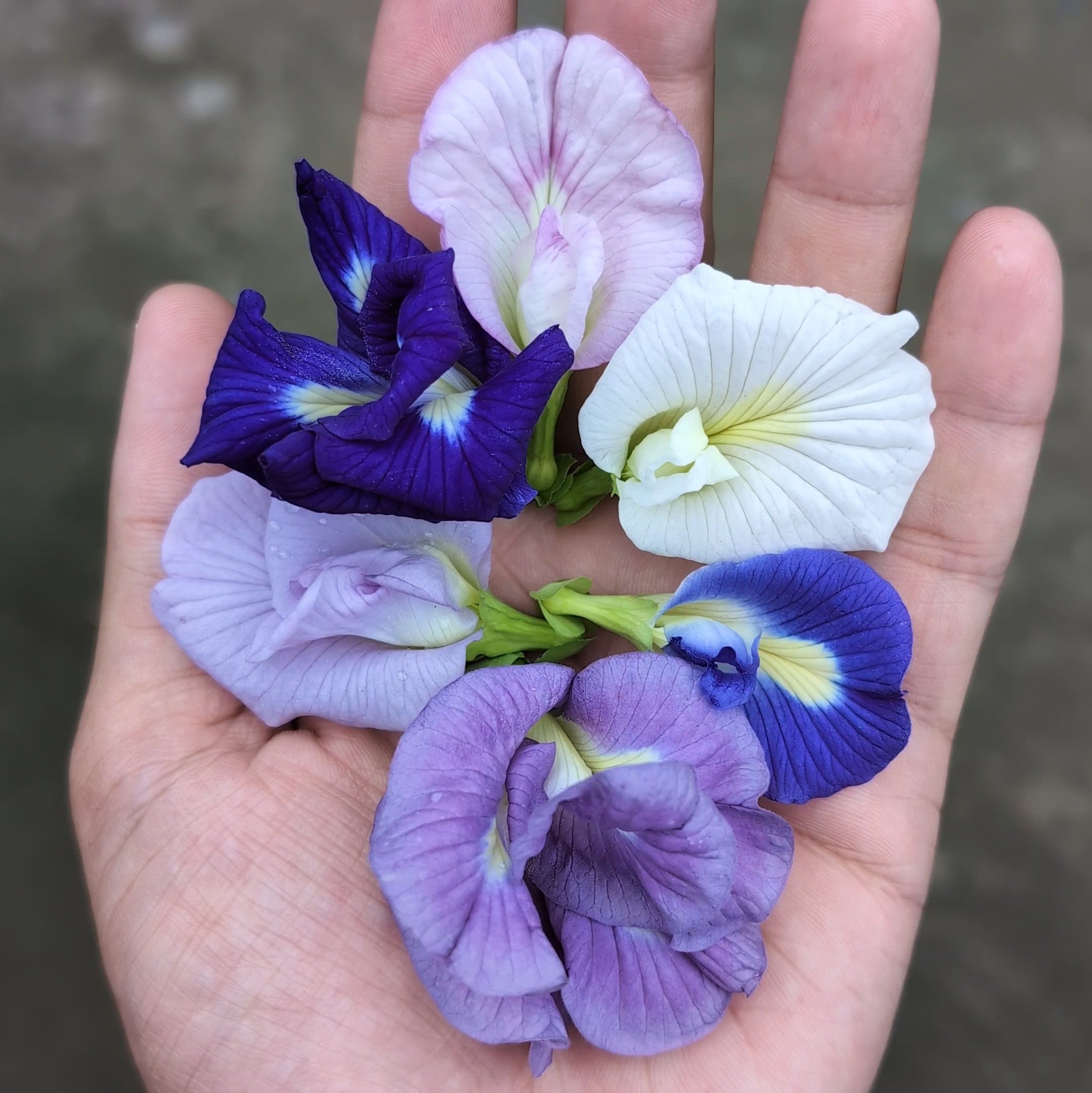 Grow Something Extraordinary!