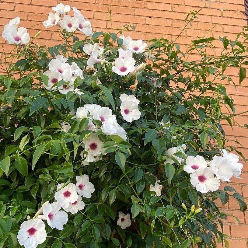 Pandorea Jasminoides Pandorea Jasminoides – Bower Vine – Buy Seeds