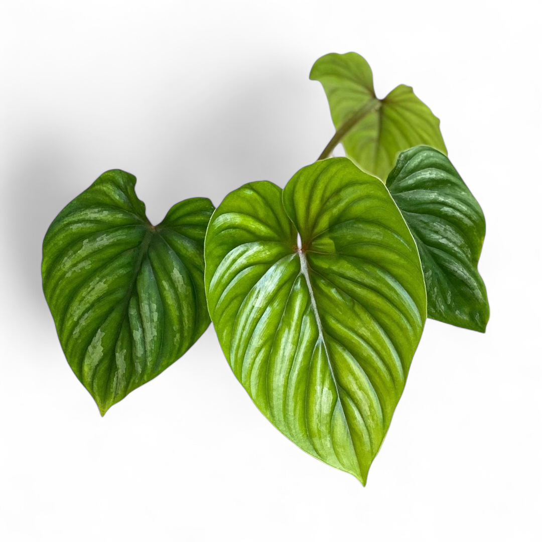 Philodendron Plowmanii | Soiled