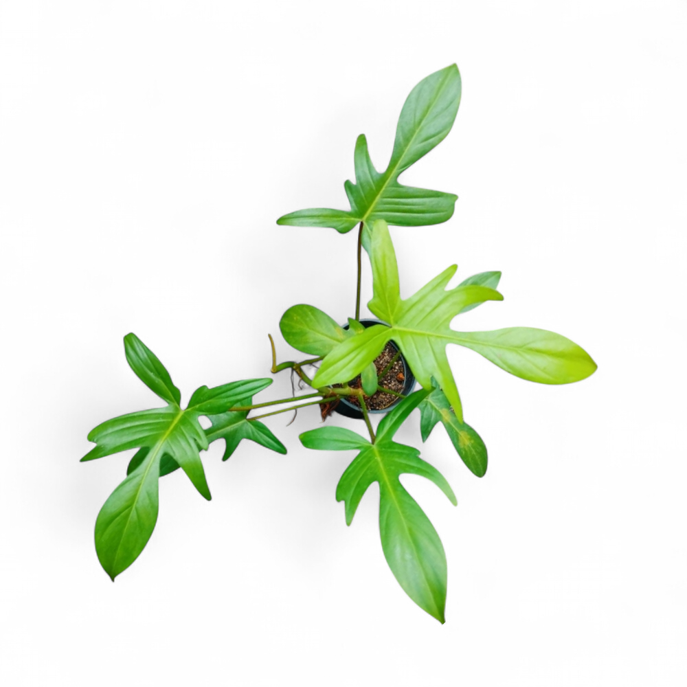 Philodendron Florida Green – Climbing Aroid with Lobed Leaves | Soiled