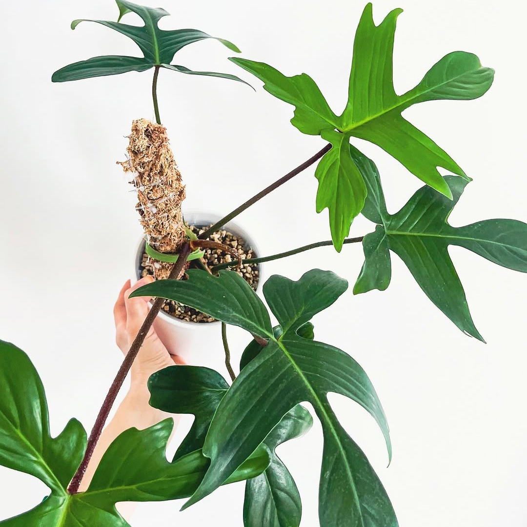 Philodendron Florida Green – Climbing Aroid with Lobed Leaves | Soiled