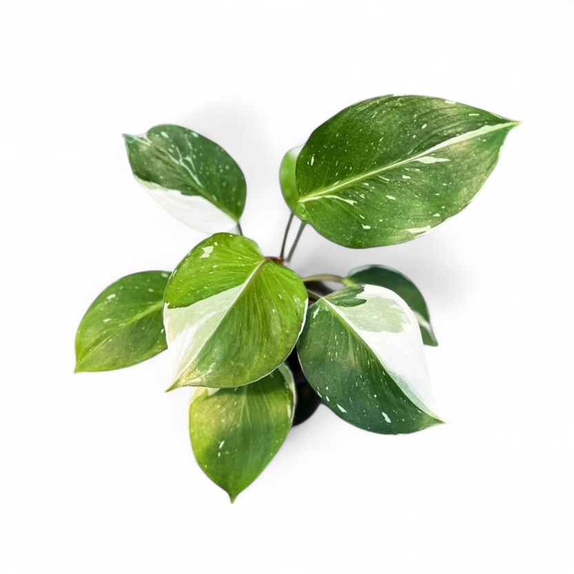 Philodendron White Knight – Rare White Variegated Aroid | Soiled