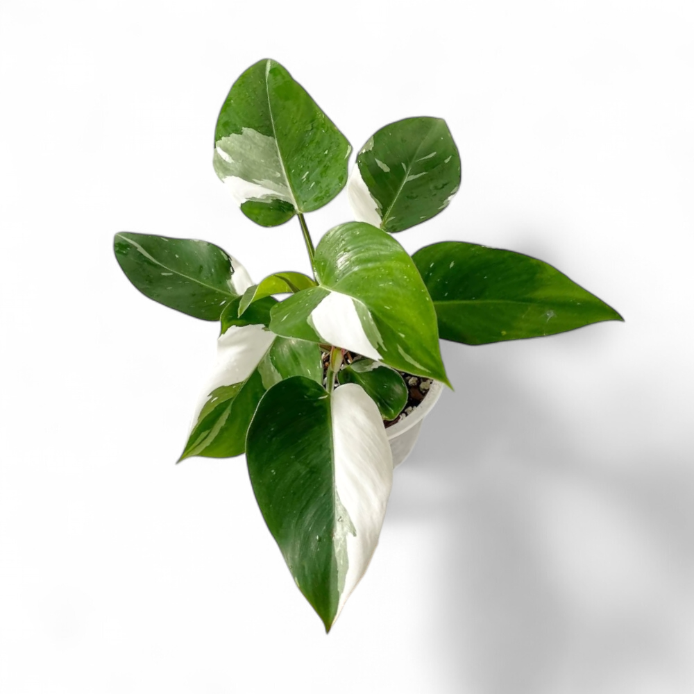White Princess Philodendron | Soiled
