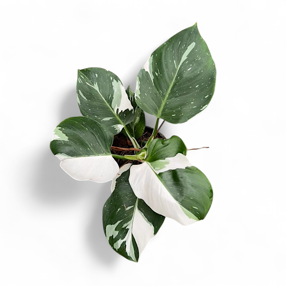 Philodendron White Wizard - Striking White-Variegated Philodendron | Soiled