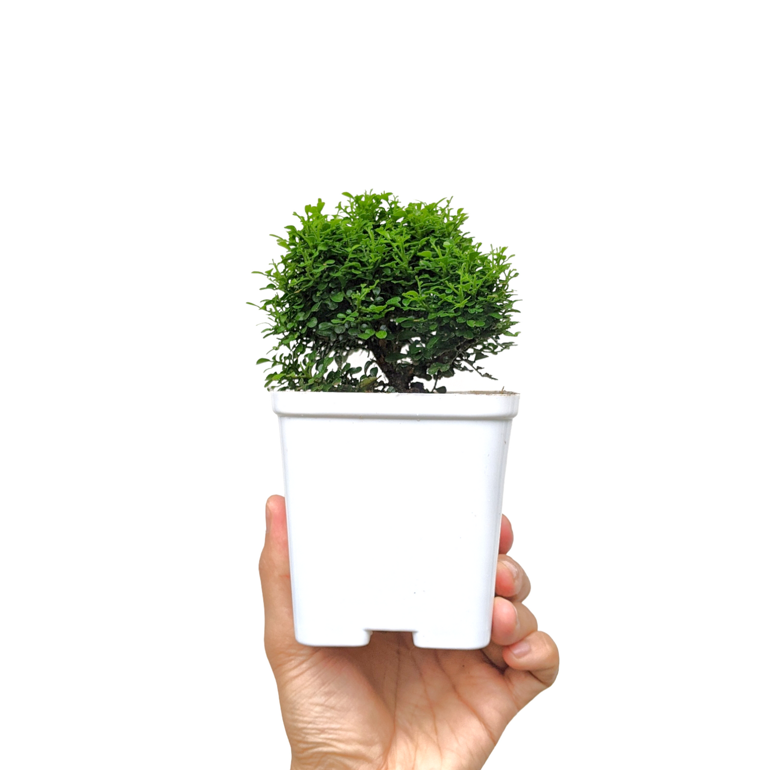 Buy Dwarf Kamini Bonsai Plant (Murraya Paniculata) | Soiled