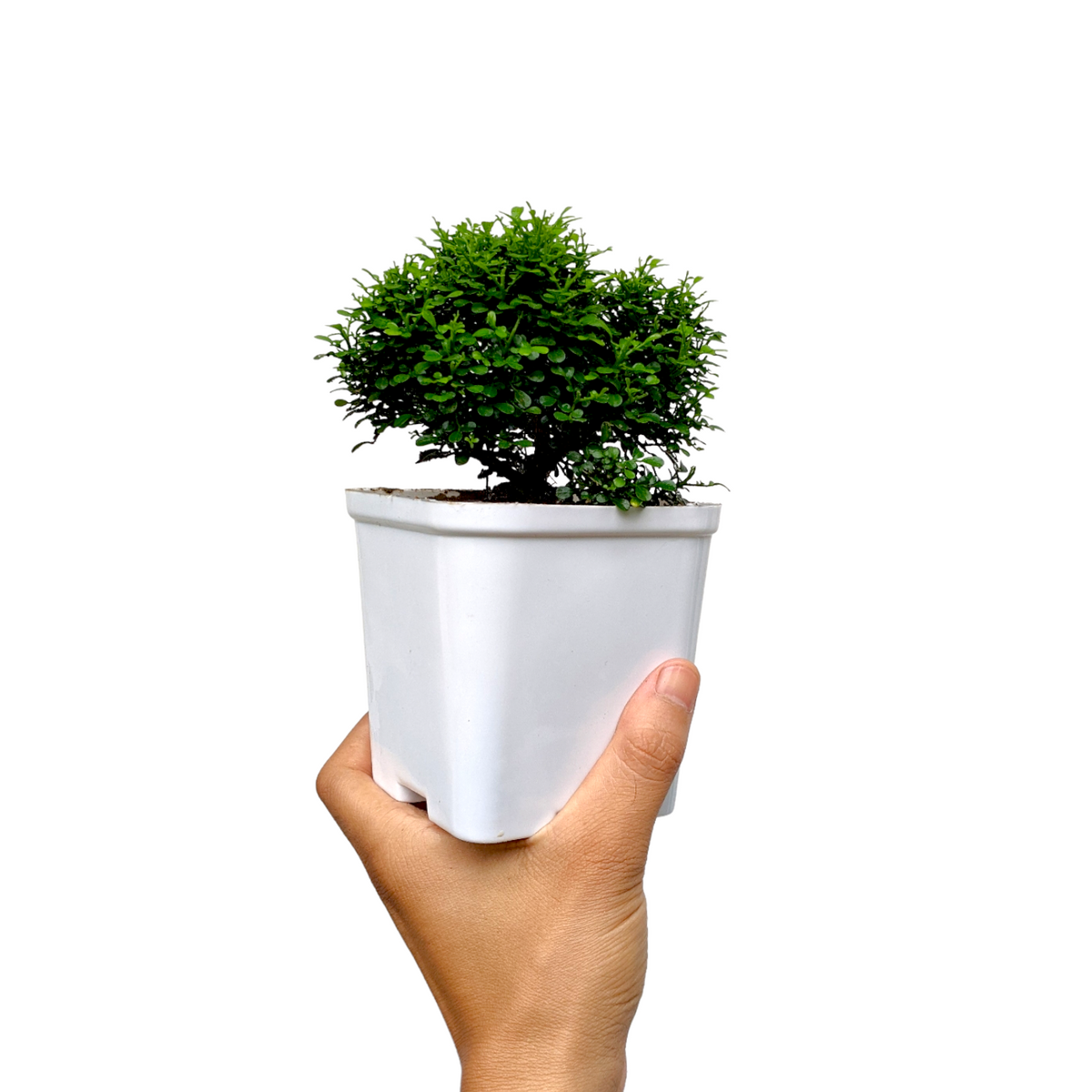 Buy Dwarf Kamini Bonsai Plant (Murraya Paniculata) | Soiled