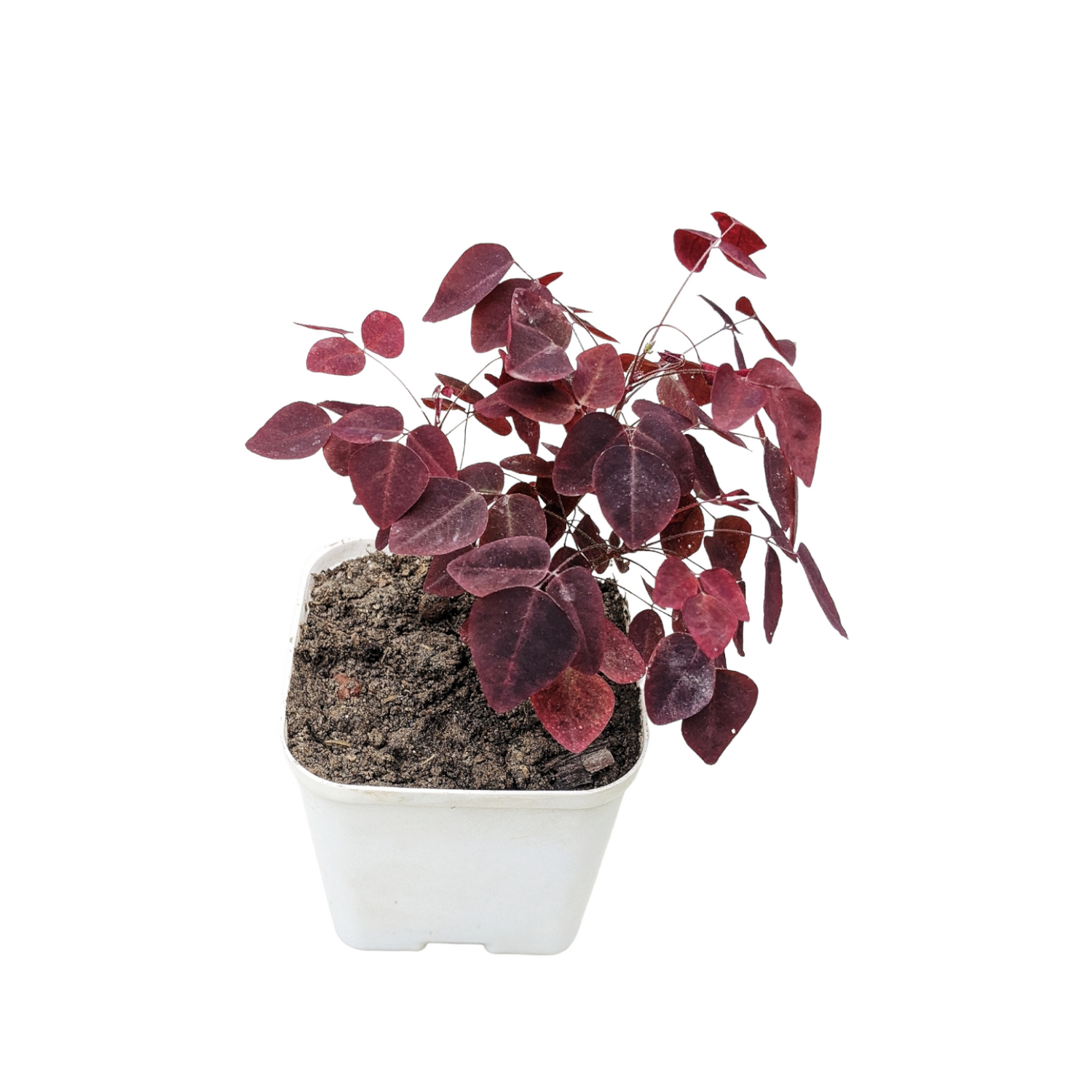 Oxalis Hedysaroides Rubra (Fire Fern) - Soiled