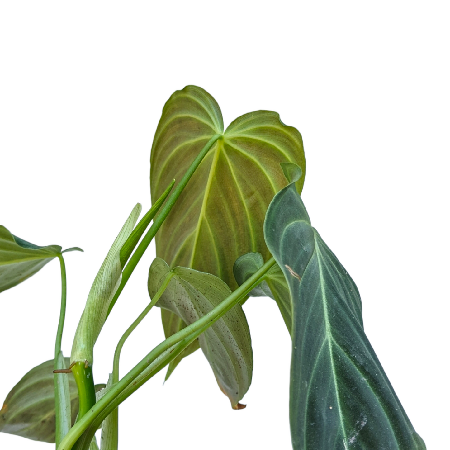 Philodendron Splendid