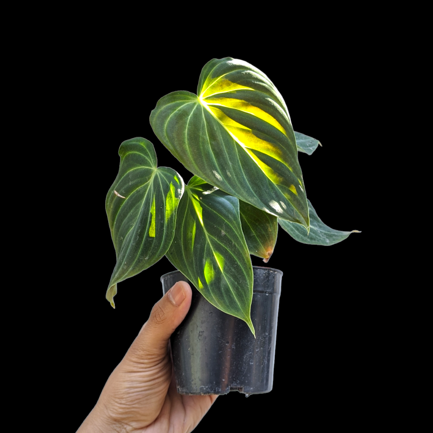Philodendron Splendid