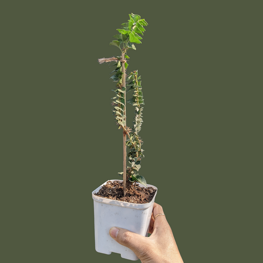 Hedera Helix Erecta English Ivy