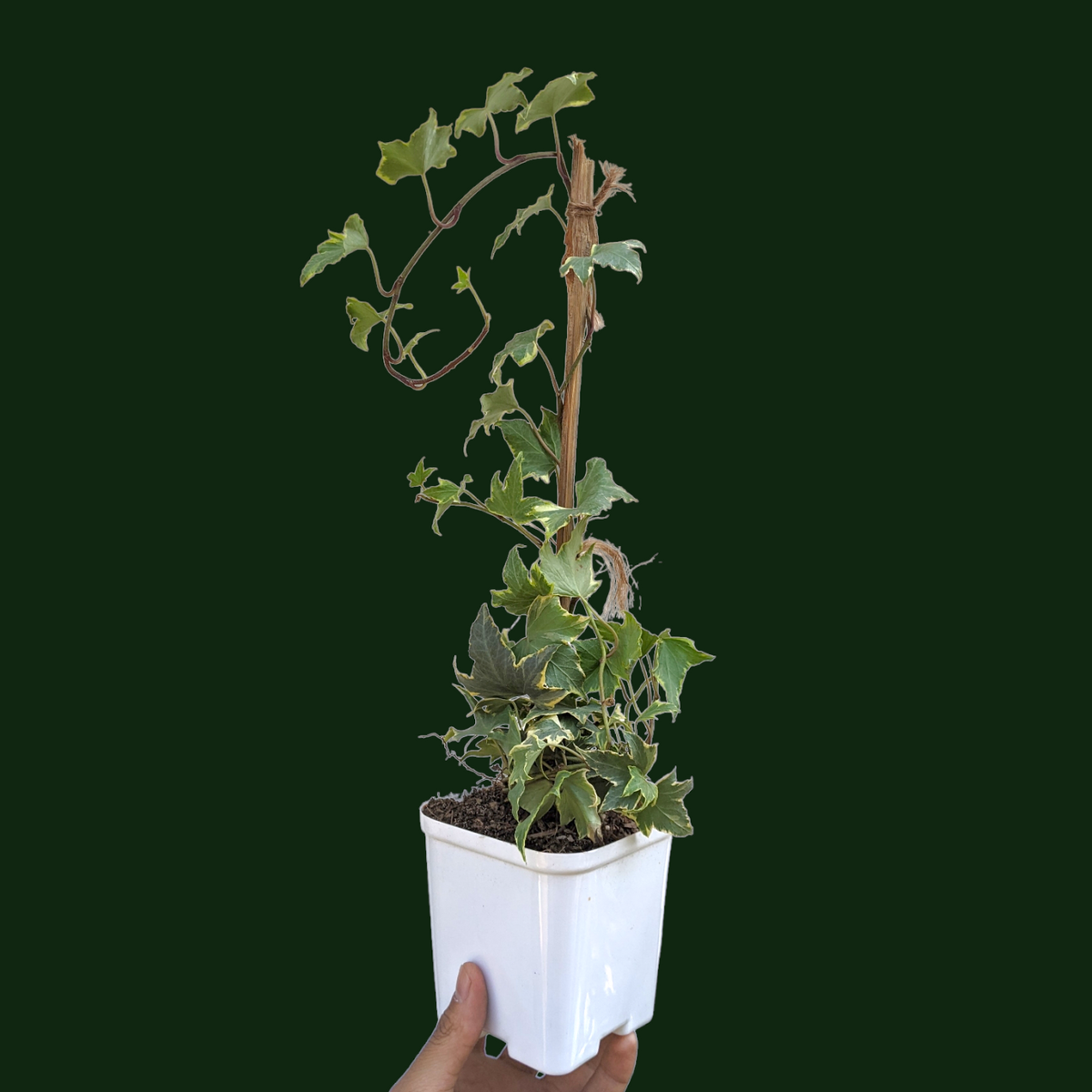 Variegated English Ivy: Lush Foliage with a Splash of Color | Soiled