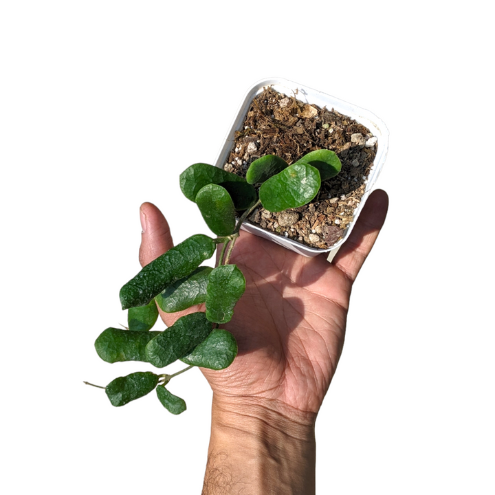 Hoya Rotundiflora